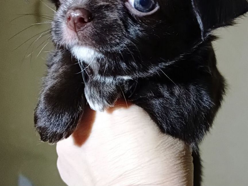 Щенки чихуахуа длинношерстные