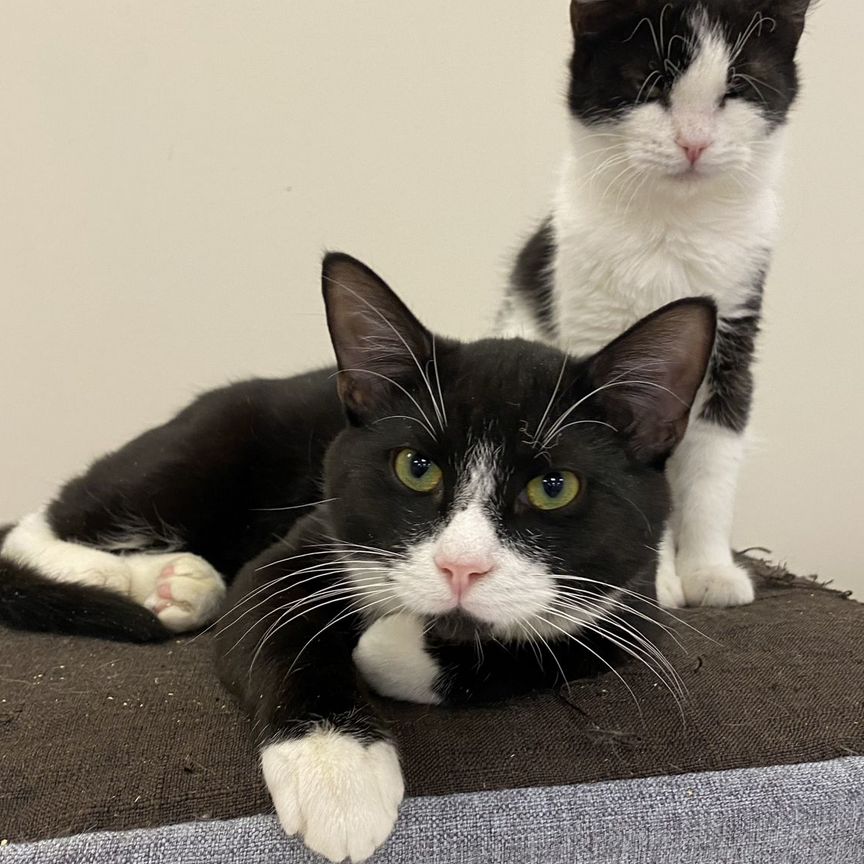 Котёнок из приюта