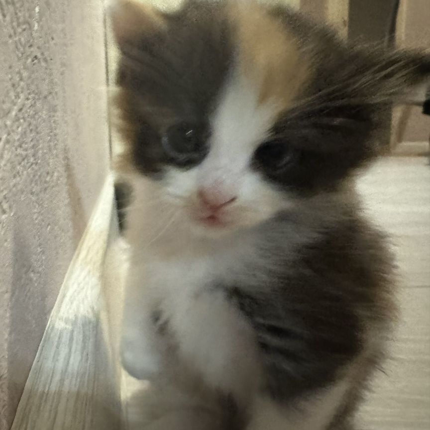 Котята от шотландской кошки
