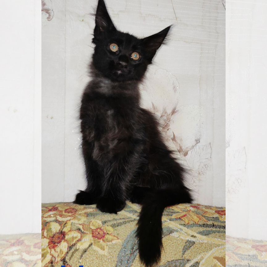 Мейкун котята