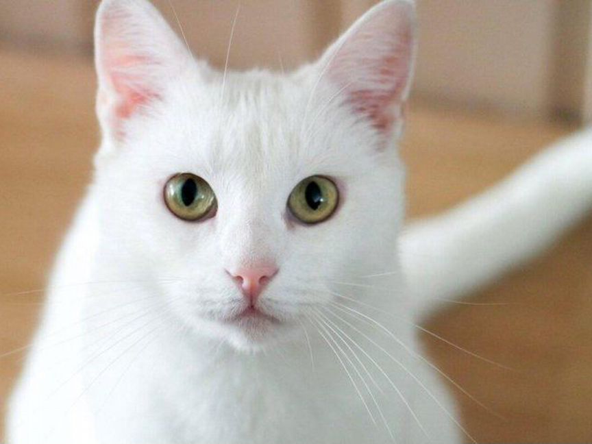 Белый котенок Танго в добрые руки