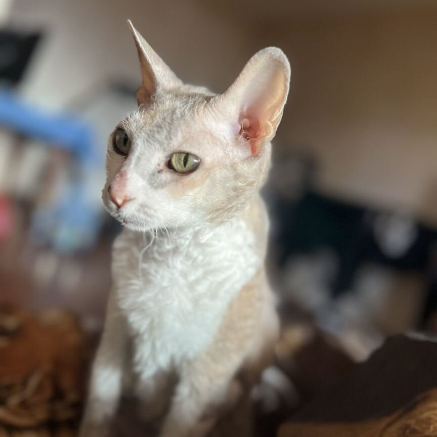 Отдам в добрые руки