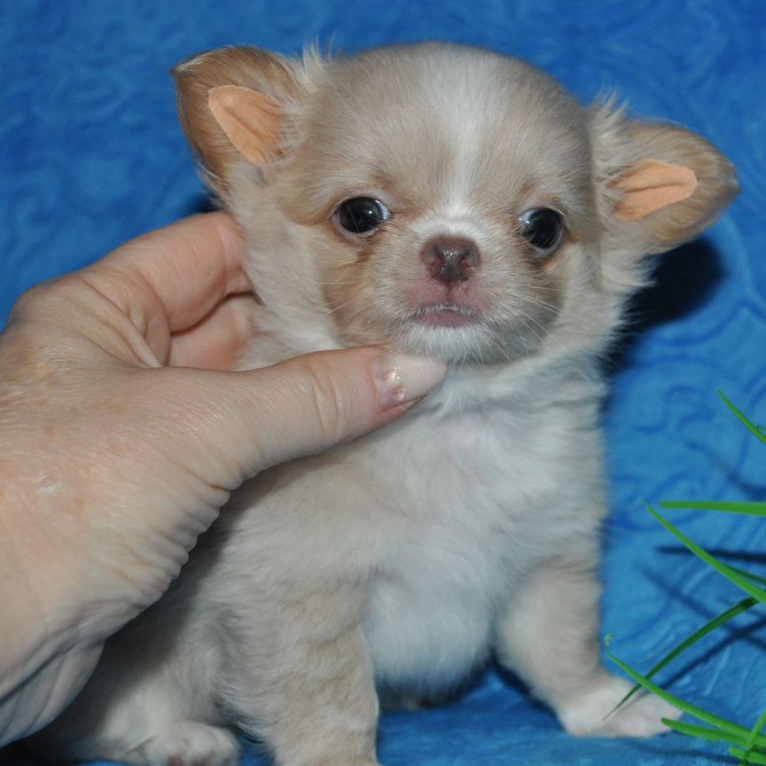 Сладкий пушистик