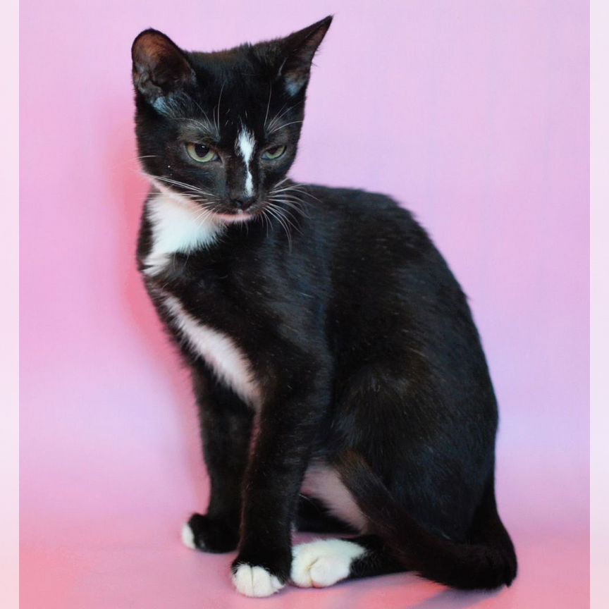 Бомбейский котёнок