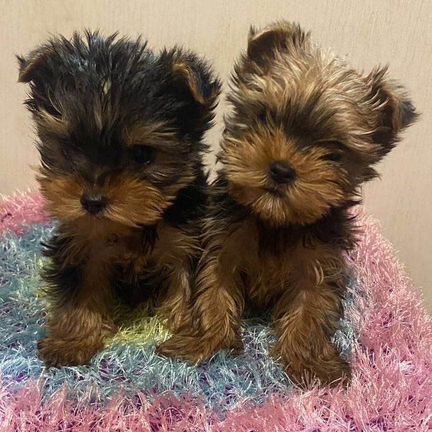 Йоркширский терьер, щенок