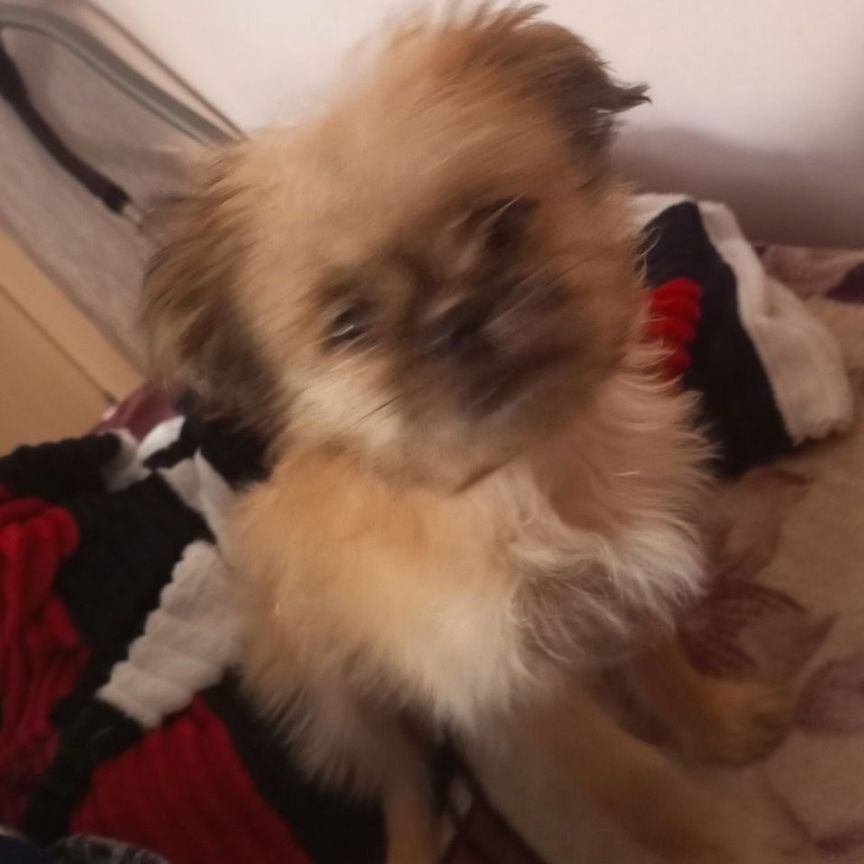 Чихуахуа, щенок