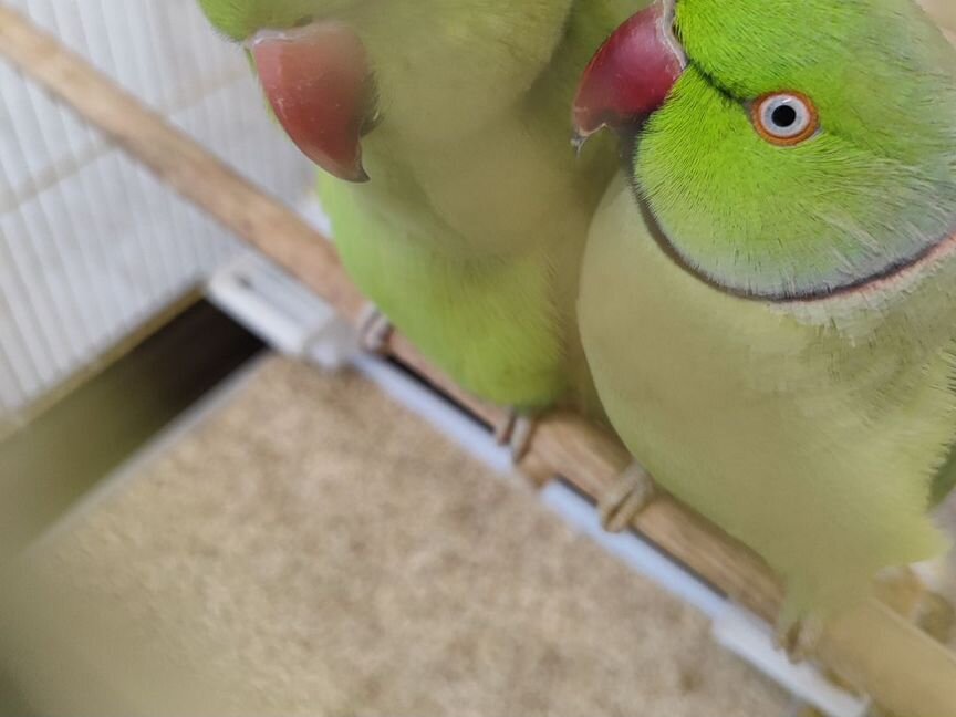 Ожереловый попугай