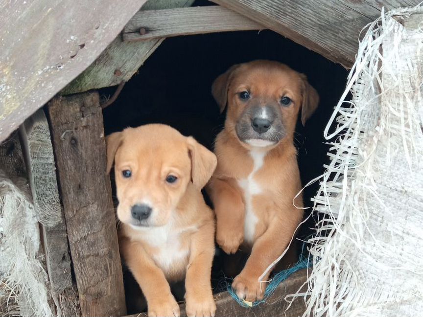 Щенки помесь питбуля