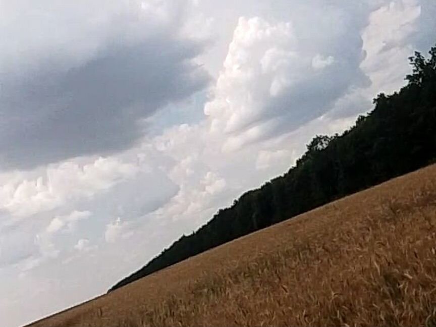 Озимая пшеница 2023 г