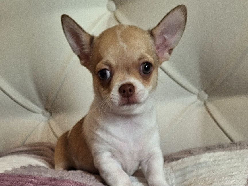 Щенки чихуахуа