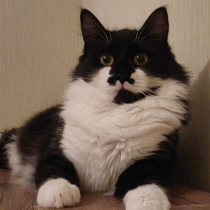 Котик Эркюль Пуаро дамский угодник