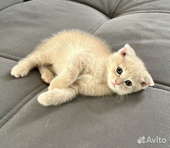 Шотладские котята
