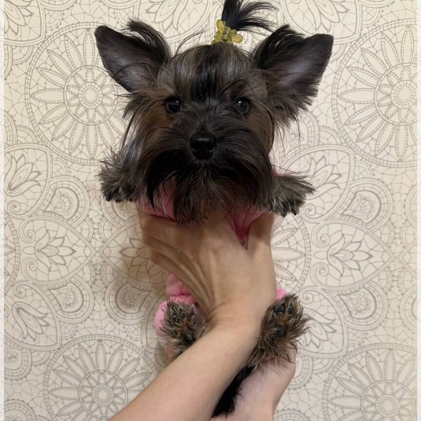 Супер мини Йорк