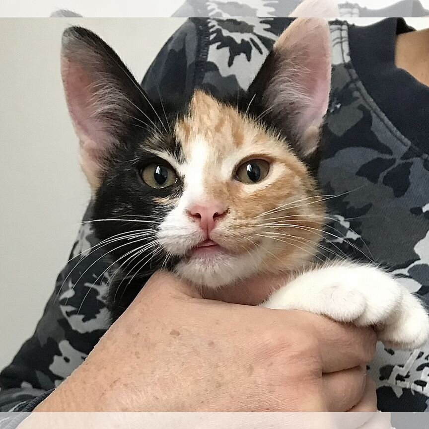 Котенок красотка Лерочка девочка 2,5 месяца