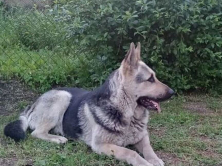 Восточноевропейская овчарка, детки