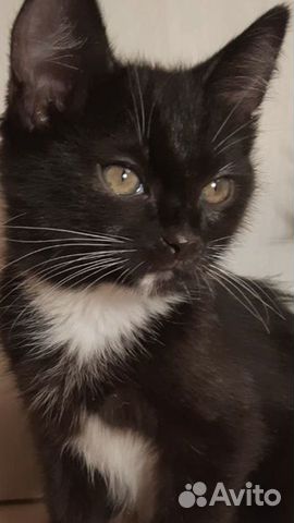 2 месячный Котенок в добрые руки