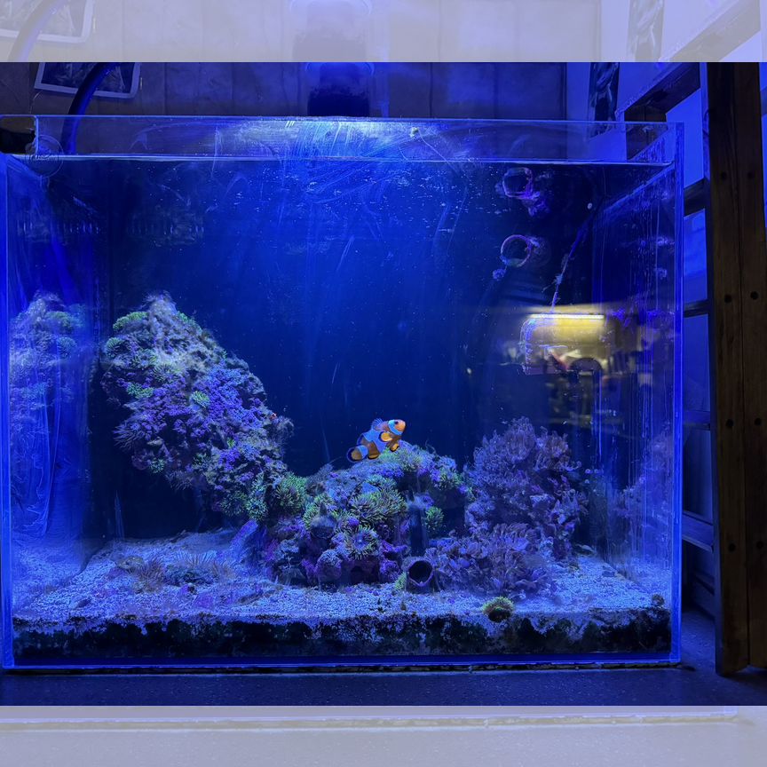 Морской аквариум