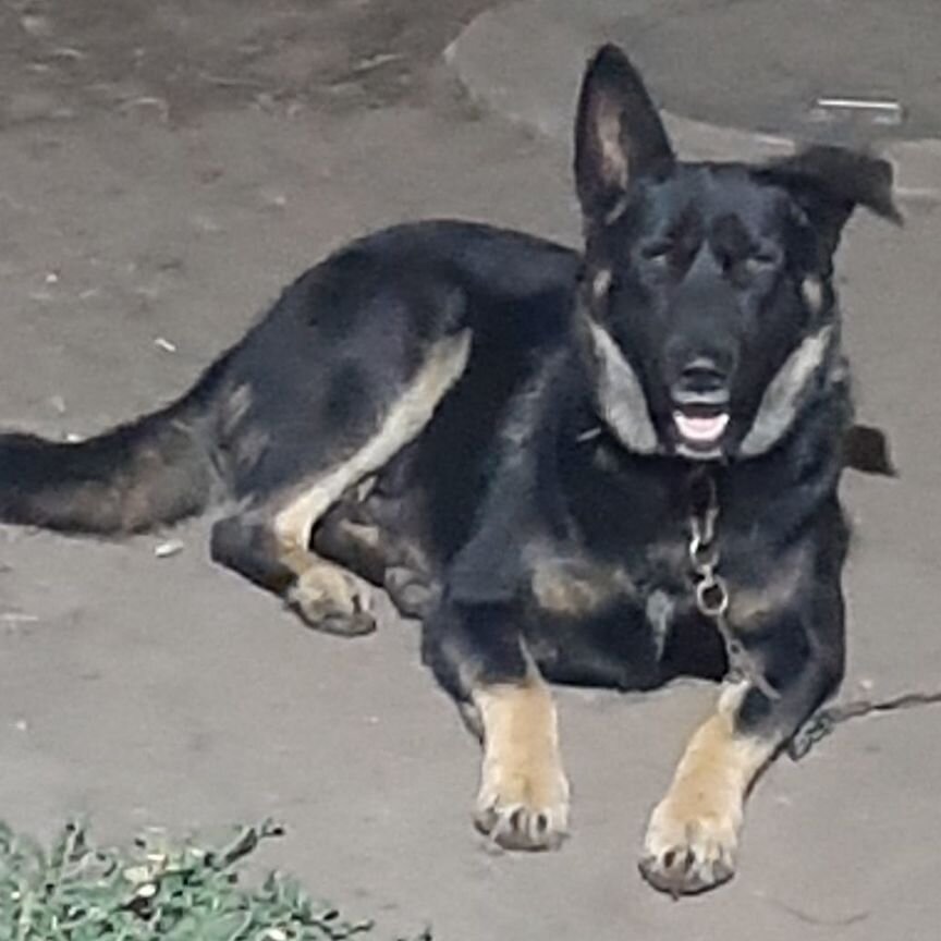 Собака в добрые руки