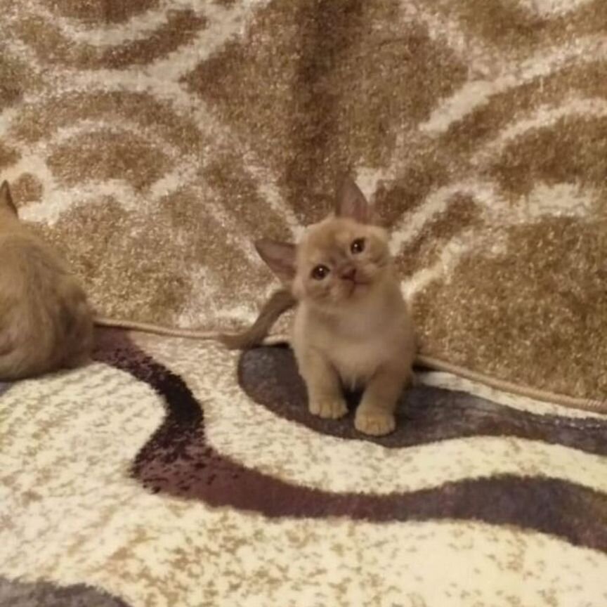 Коти Европейской Бурмы