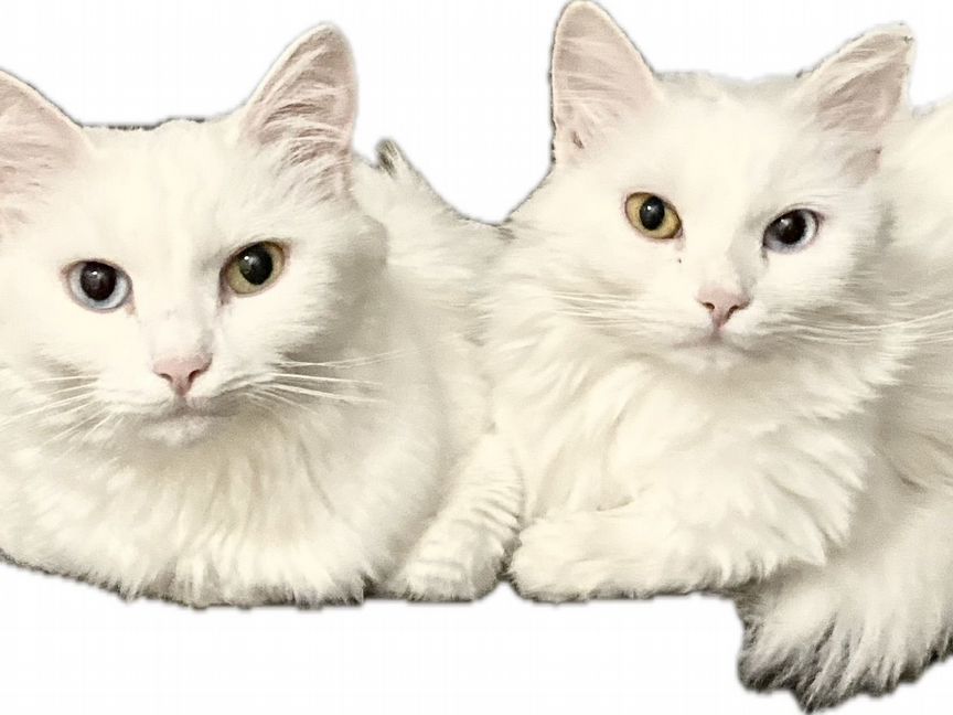 Турецкая ангора мама и дочка