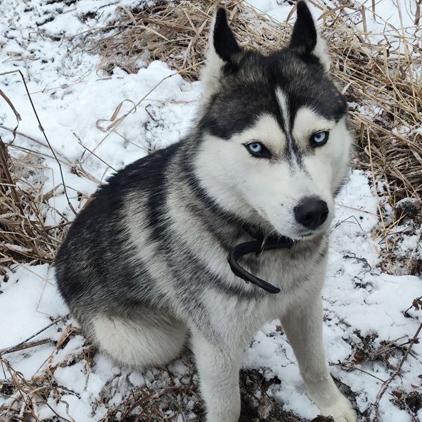 Сибирский хаски, щенок