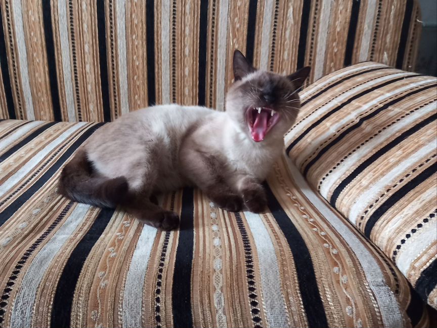 Сиамский кот