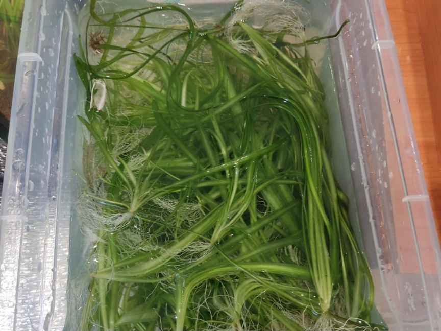 Валлиснерия (Vallisneri)