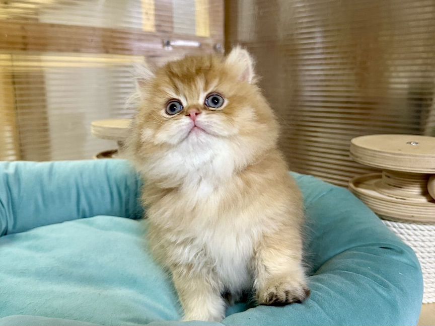 Британский золотой котик