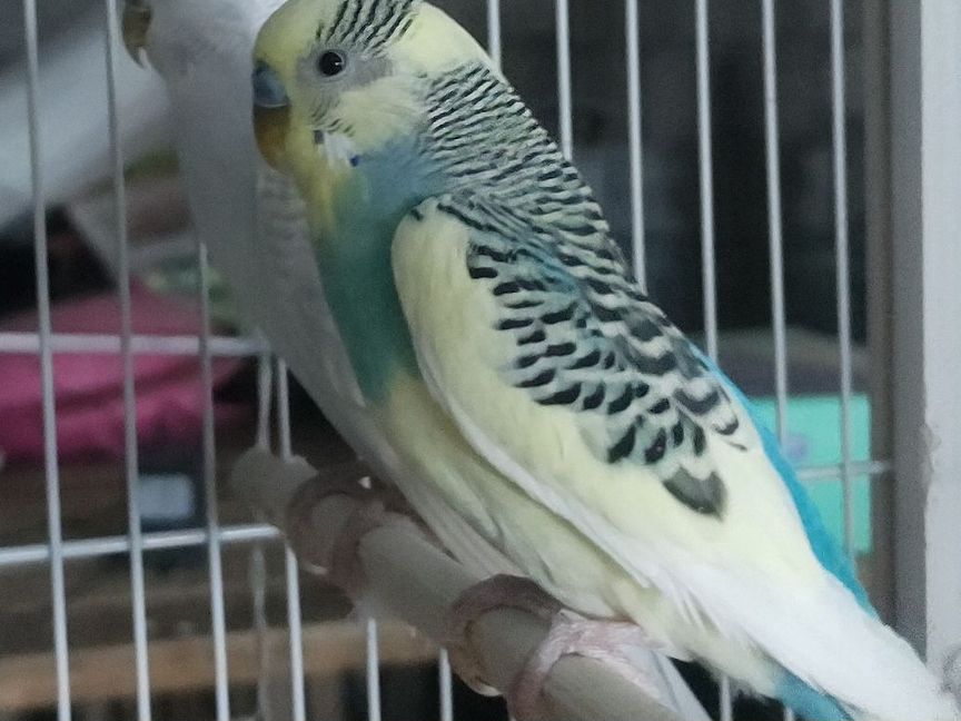 Волнистый попугай