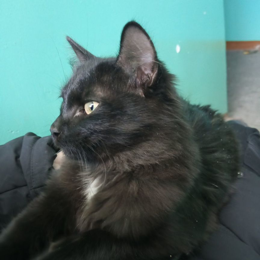 Нуждается в доме. игривая и ласковая