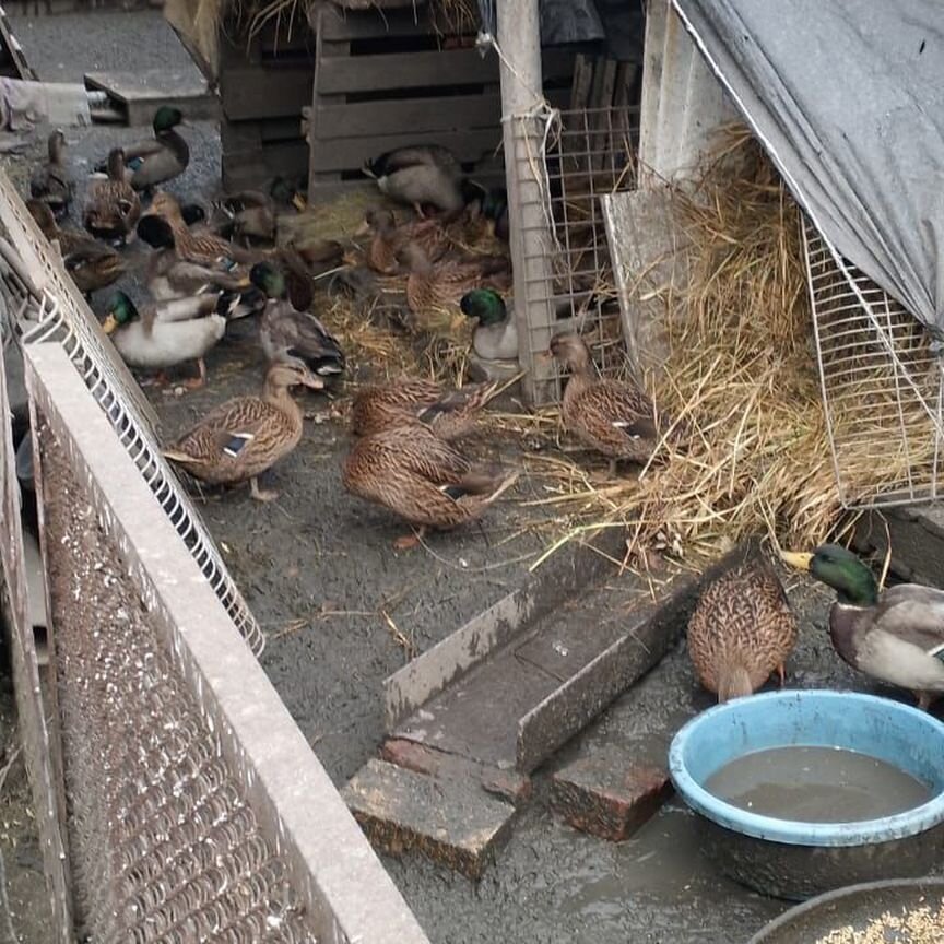 Продам подсадных уток