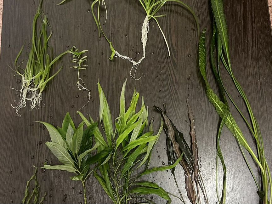 Аквариумная прополка