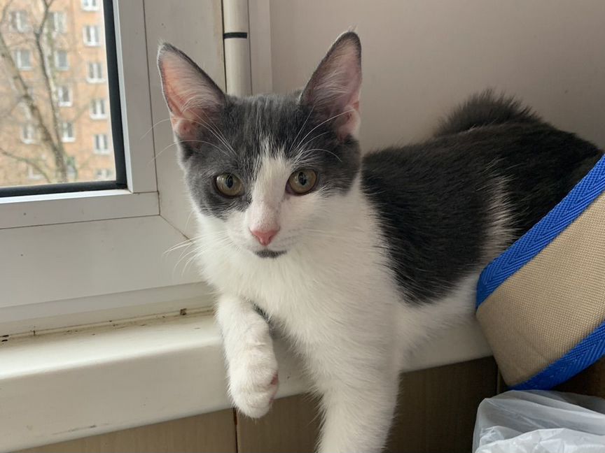 Котенок серая с белым кошечка