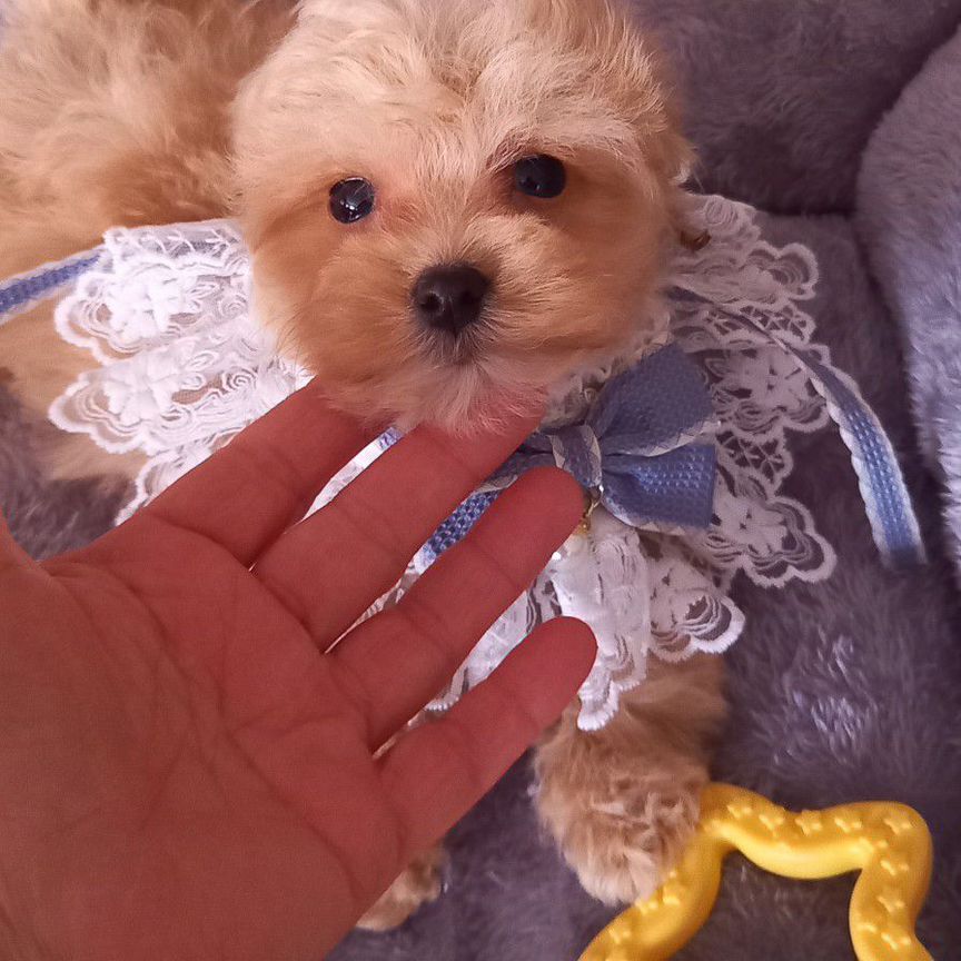 Мальтипушки