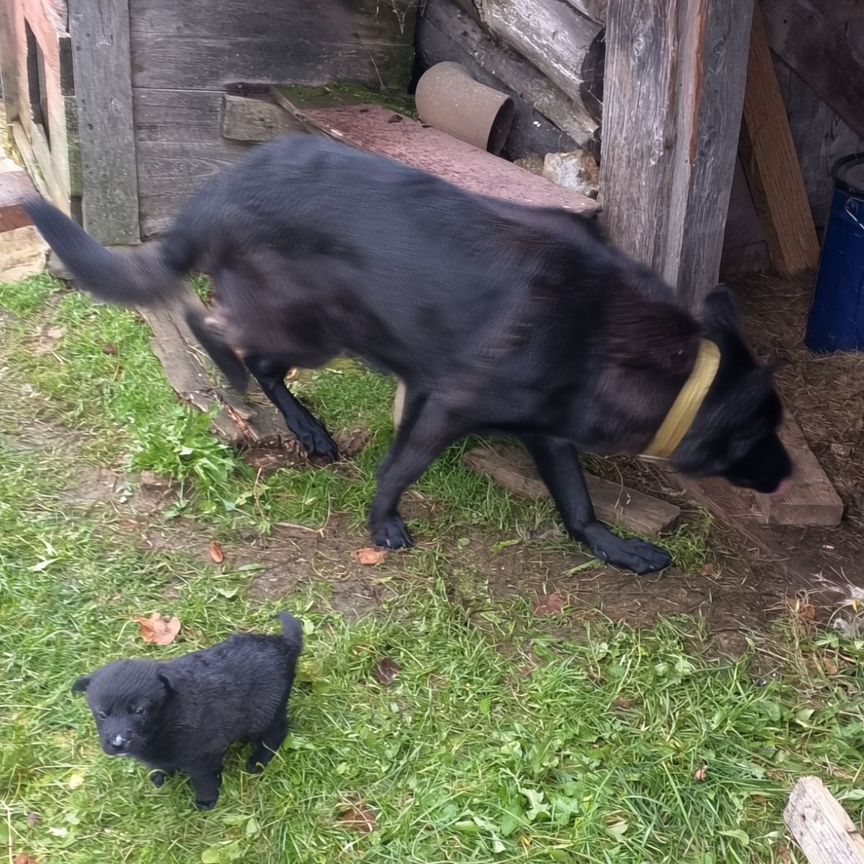 Немецкая овчарка, щенок