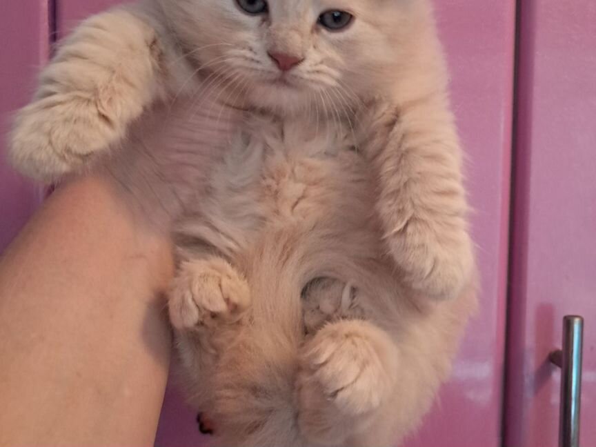 Котик