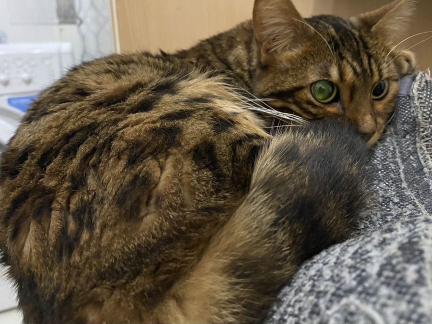 Бенгальская кошка