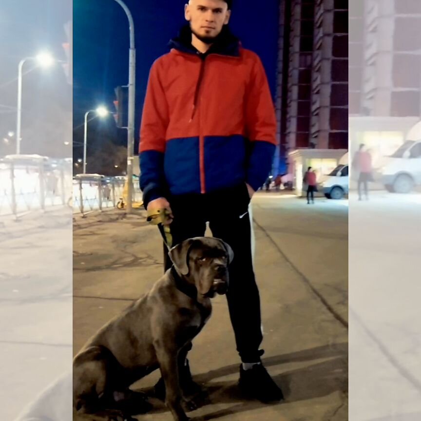 Собака кане корсо
