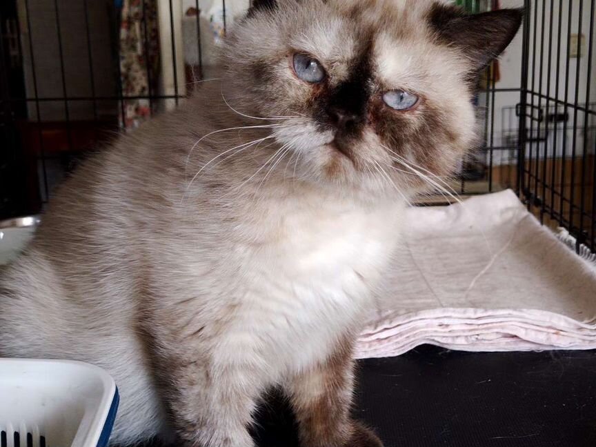 Гертруда.руди