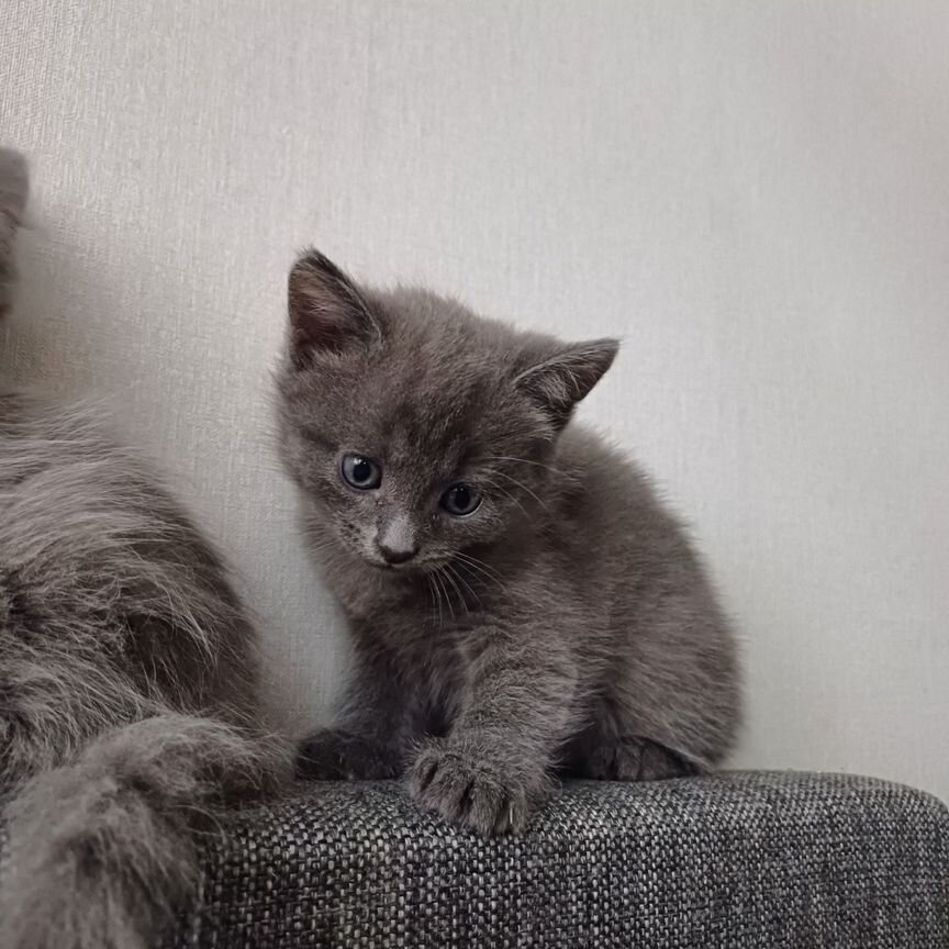 Серые котята