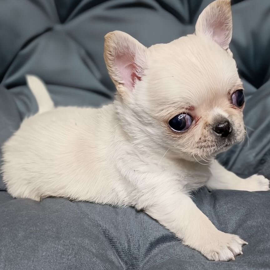 Чихуахуа, щенок