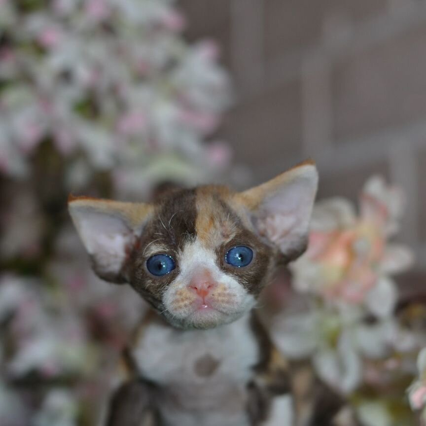 Для тех кто ищет особенную кошку