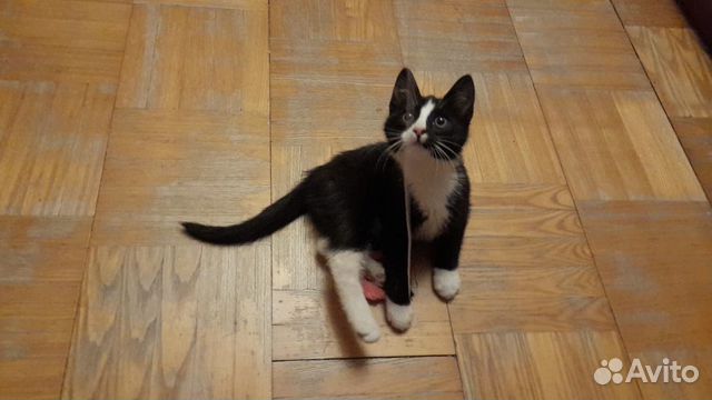 Котеночек 2 мес