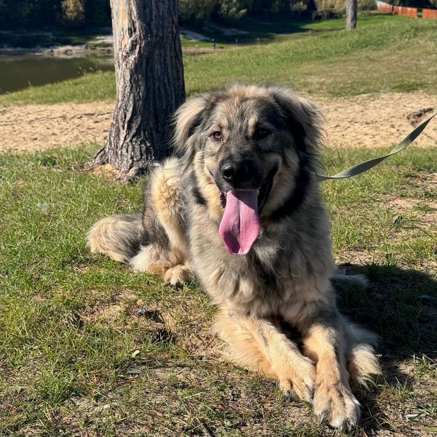 Метис кавказца добряк для жизни с детьми