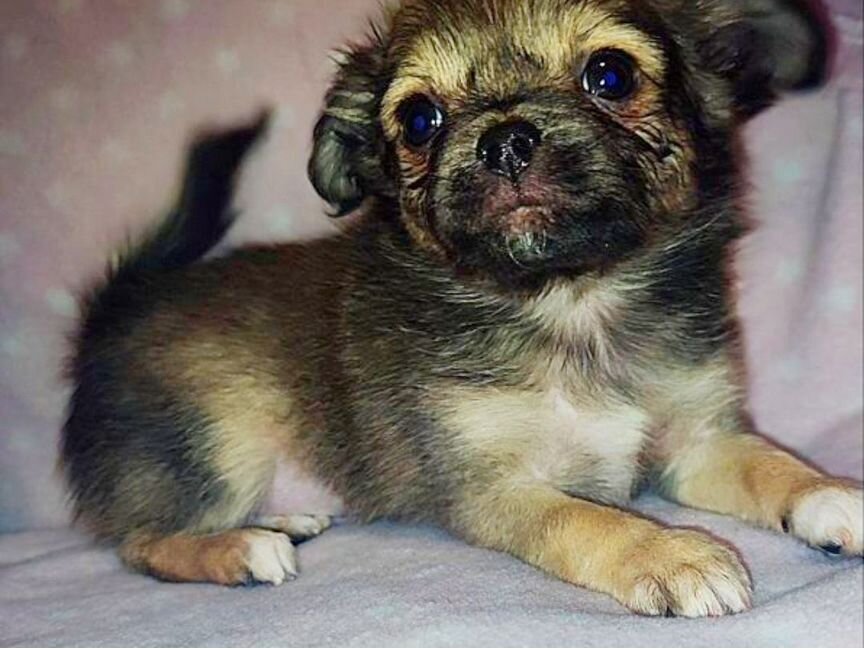 Щенки Чихуахуа длинношерстные