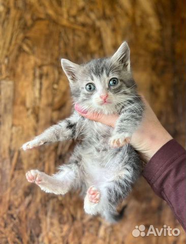 Крошечный котенок, 1,5 месяца, девочка
