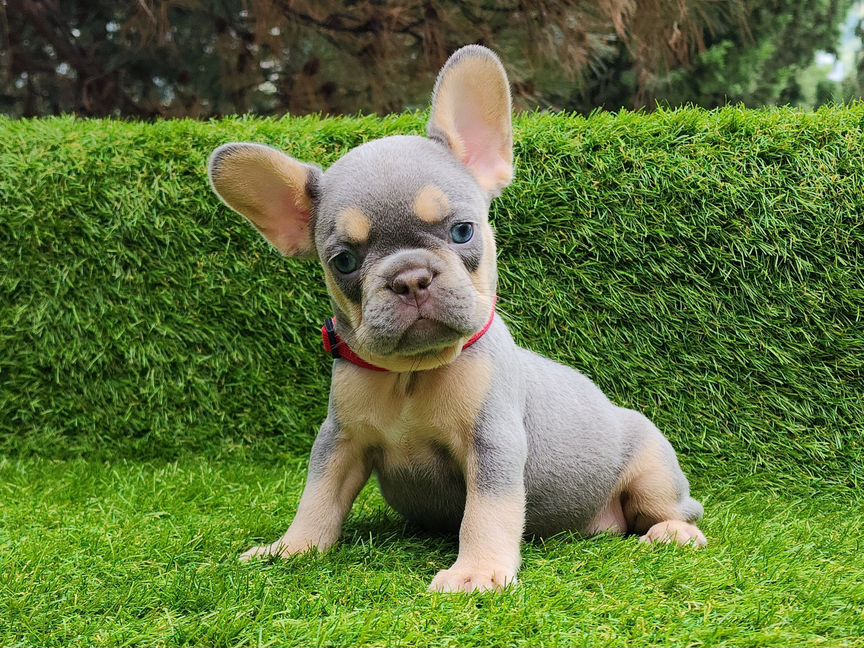 Лиловые детки