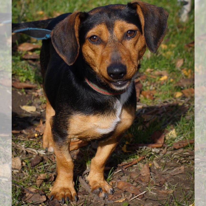 Такса в добрые руки