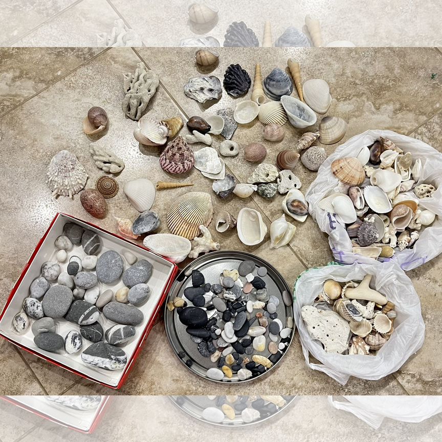 Ракушка морская