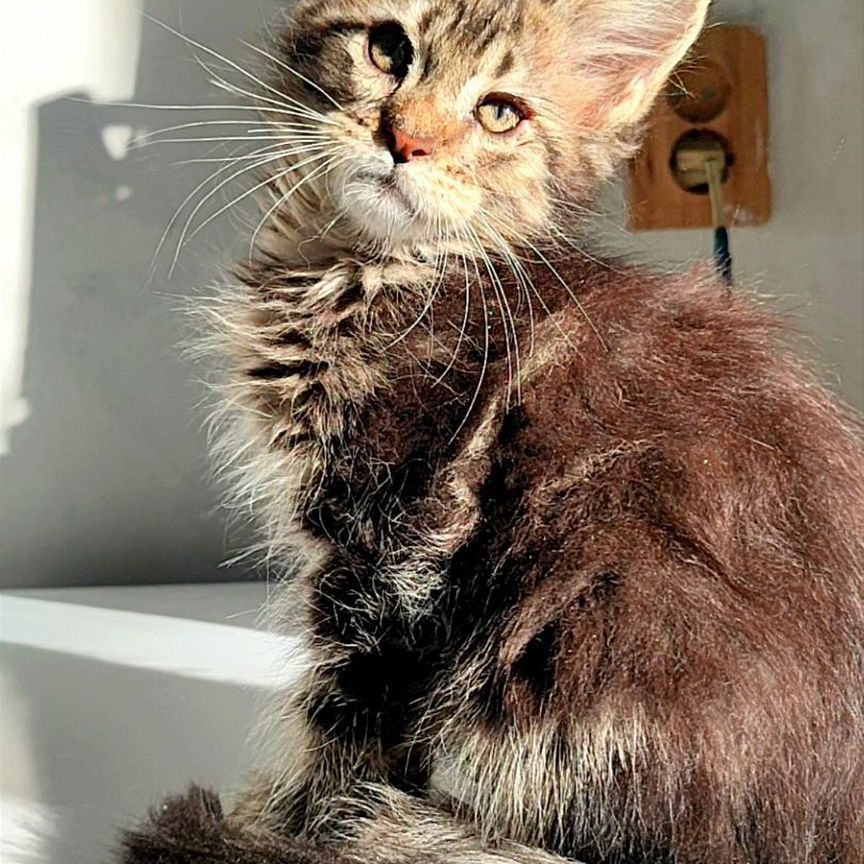 Обалденный Нарцисс